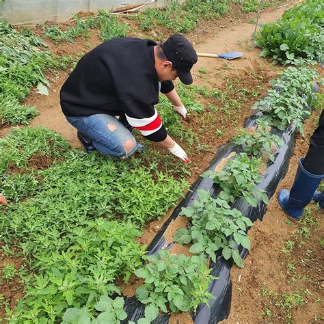 공동체텃밭 가꾸기 감자심기 봉사갤러리 경기청년봉사단