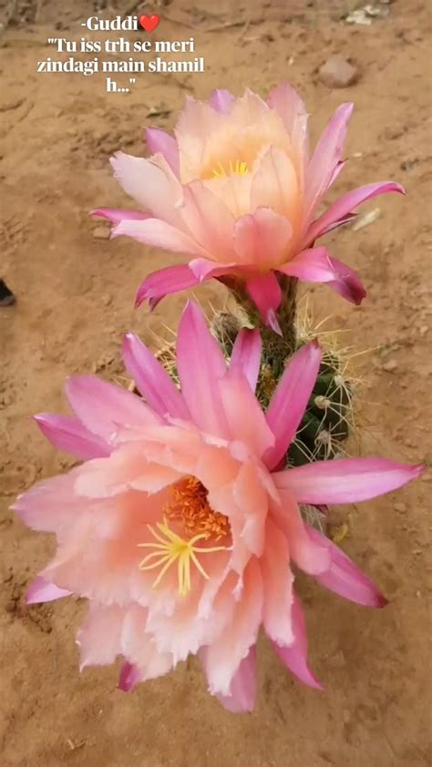 Trichocereus Hybrid Flying Saucer Artofit
