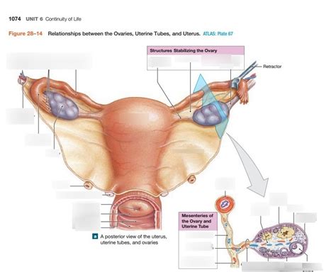 Female Reproductive Review Diagram Quizlet