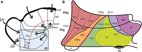 A Summary Of Antagonistic Dorsoventral Patterning Effects Spreading Download Scientific