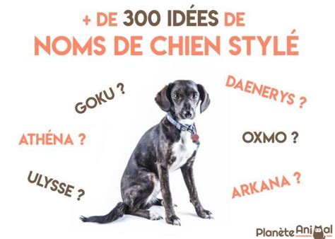 de 300 IDÉES de NOMS de chien STYLÉ pour Mâle et Femelle Nom de