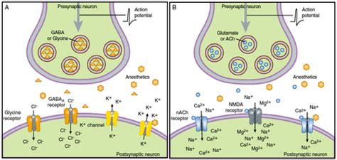 Week 11 Pre Surgical Optimization Patient Encounter Flashcards Quizlet
