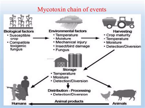mycotoxin contamination in food crops and its management pptx digestive disorders diseases