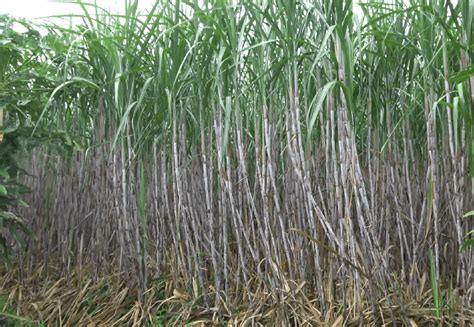 Budidaya Tanaman Tebu Untuk Pemula Sukses Sampai Panen