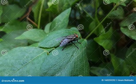 Insecta Characteristics