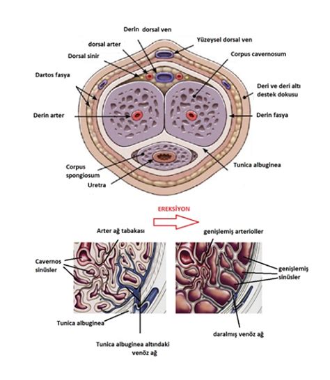 Erektil Disfonksiyon