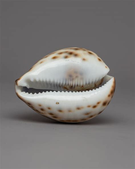 Sankha Conch Shell Perfect For Puja Meditation And Altar Decor Conch Shell Conch Altar