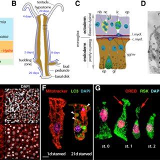 Molecular Patterns Of The Ectodermal And Endodermal Epithelial Cells As Download Scientific