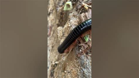 Giant Millepede Youtube