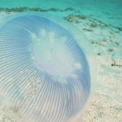 CT生物図鑑