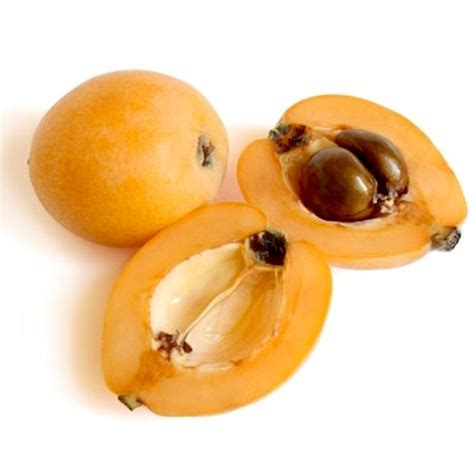Loquat Paradise Garden