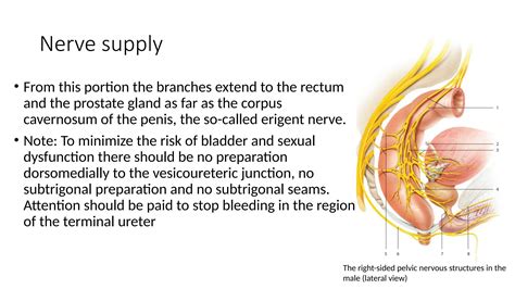 Applied Anatomy Of Ureter In Detail For Urologist Pptx Infertility Reproductive Health