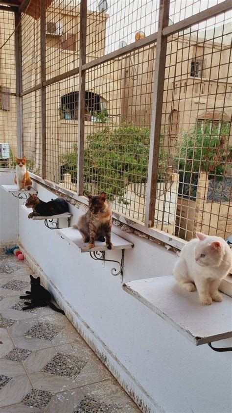 Fotocollage Van She Cats Vrienden Van Safe Haven Egypt
