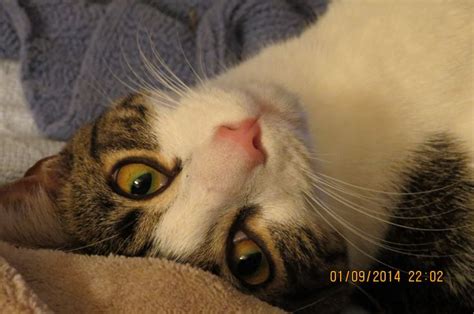 Handsome Kitty How Can You Not Love Him