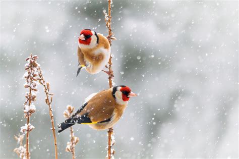 Pourquoi il ne faut jamais continuer à nourrir les oiseaux après mars