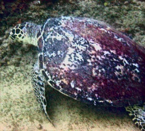 A Retinex Based Enhancing Approach For Single Underwater Image