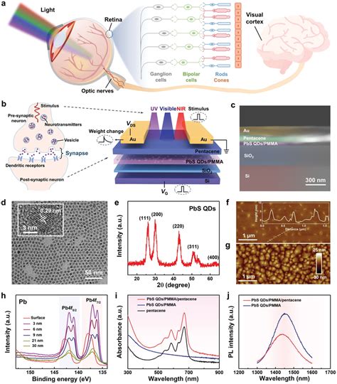 A Schematic Of The Human Visual System B Schematic Of The Neural Download Scientific Diagram