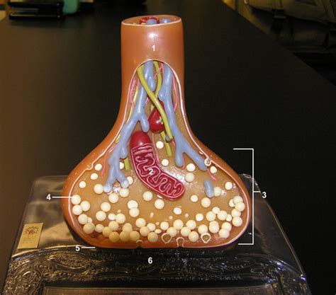 Synapse Model Diagram Quizlet