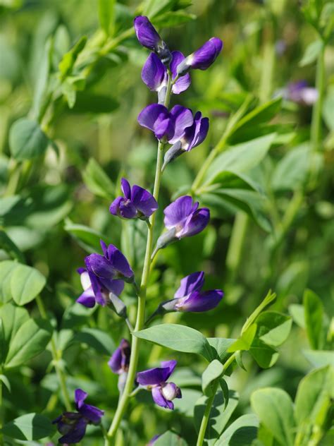 Baptisia Australis Caspian Blue Beth Chatto S Plants