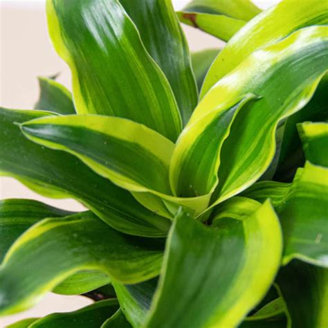 Tornado Dracaena Plant Addicts