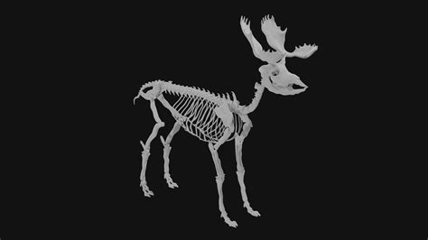 3d Moose Skeleton Turbosquid 1983384