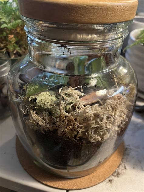 Enclosure For First Millipedes Rmillipedes