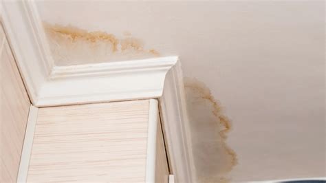 7 Signs Of A Roof Leak You Shouldnt Ignore Spark International