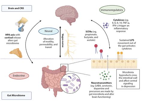 The Gut Microbiome Connection To Depression Housecall With Dr David