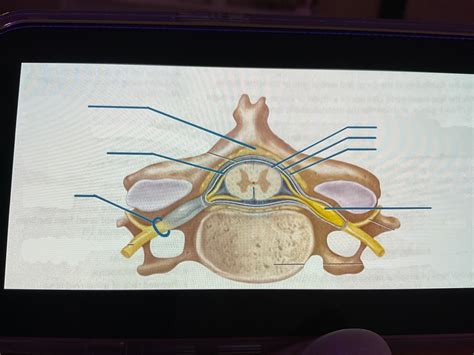 Spinal Nerve 1 Diagram Quizlet