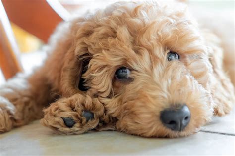 犬のトリミングはいつから？頻度や料金の目安もチェック！ Dogohマガジン