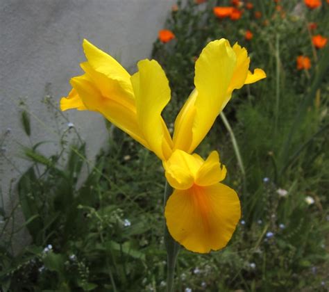 Premium Photo In This Photo You Can See A Yellow Dutch Iris