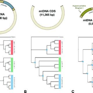 Phylogenetic Bayesian Tree Of The All Populations Based On Complete