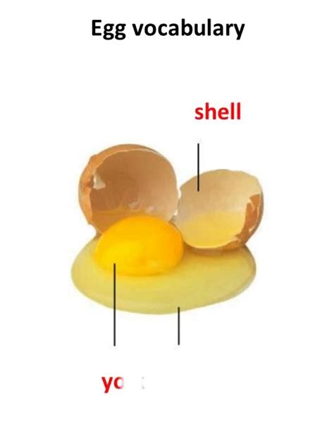 Egg Vocabulary Daily Use Words Shorts Youtube