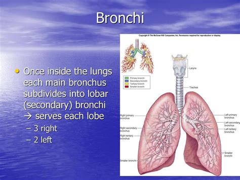 Secondary Bronchus