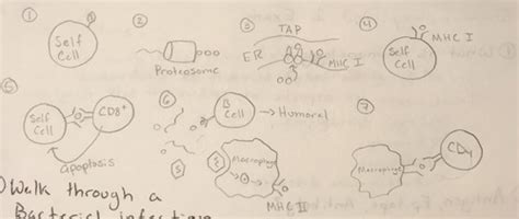 Immunology Unit 1 Exam Flashcards Quizlet