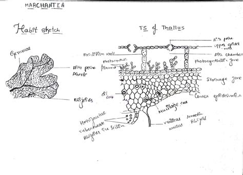 Shop Handwritten Notes — Part 5 Botany Drawings For Class Bsc And Msc