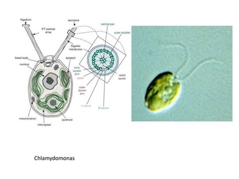 Algae Evolution And The Importance Of Algae Ppt