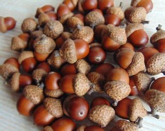 Dried Oak Acorns With Caps Natural Acorn Nut Real Canadian Etsy