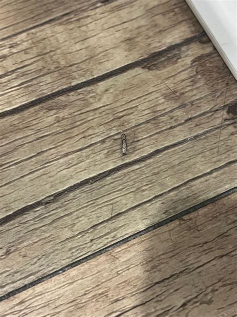 請益 這是什麼種類？ 昆蟲板 Dcard