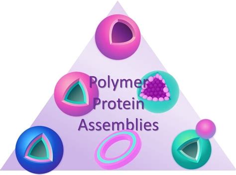 Polymer‐protein Assemblies With Tunable Vesicular And Hierarchical Nanostructures Ren 2024