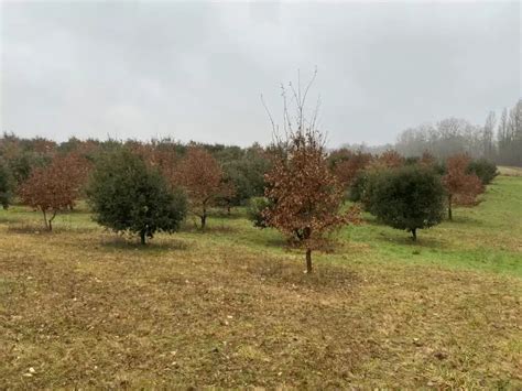 Truffle Growing And The Truffle Industry Wetruf