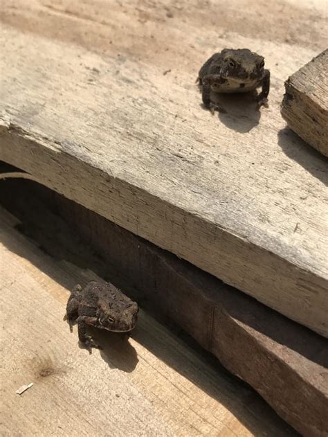 Are These Nuptial Pads Trying To Figure Out The Sex Of My Cane Marine