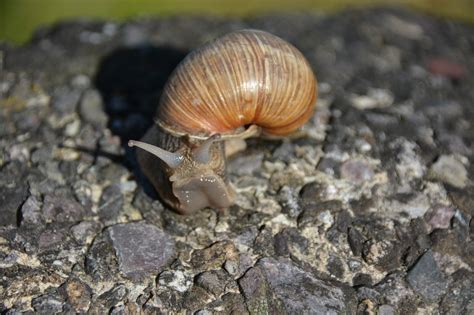 Snail Shell Mollusk Free Photo On Pixabay Pixabay