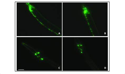 Gfp Expression Pattern In The Unc 17gfp Strain A Control B