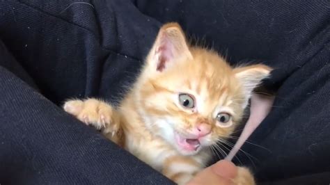 子猫の野生が牙をむく⁉ 小さな肉食獣の本能に「きゃわわ♪」「こんな虎になら襲われたい」の声 ニコニコニュース オリジナル