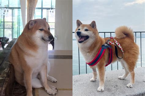 Cachorro Que Virou Meme Morre Aos 12 Anos
