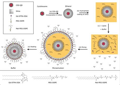 Silica Nanoparticles Containing Qd In The Core And Pegylated Lipid And Download Scientific