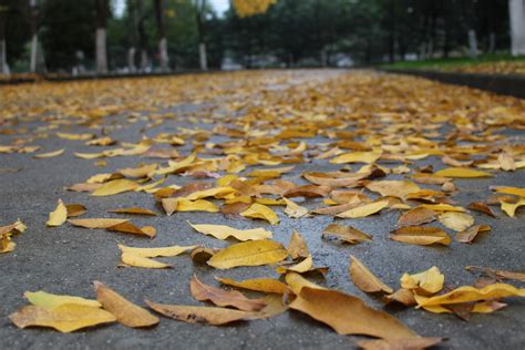 รูปภาพ ต้นไม้ ปลูก พื้น ดอกไม้ แห้ง ฤดูใบไม้ร่วง จอด ดิน สีเหลือง เหงา การร่วงหล่น