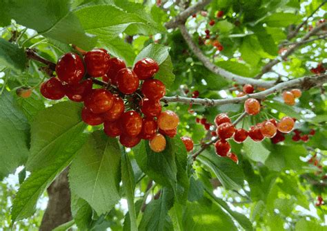 4700亩！喀什市乃则尔巴格镇樱桃迎来采摘期澎湃号·政务澎湃新闻 The Paper