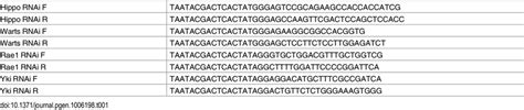 Primer Sets Used To Generate Dna Templates For Rnai Experiments